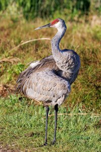 Show your Bird Portraits | Page 1484 | Canon Rumors - Your best source ...