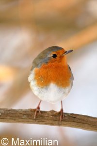 Show your Bird Portraits | Page 1337 | Canon Rumors - Your best source ...