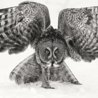 DXO officially announces PhotoLab 8, and it's available now - Canon Rumors