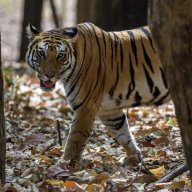 Canon RF lens roadmap – Canon Rumors