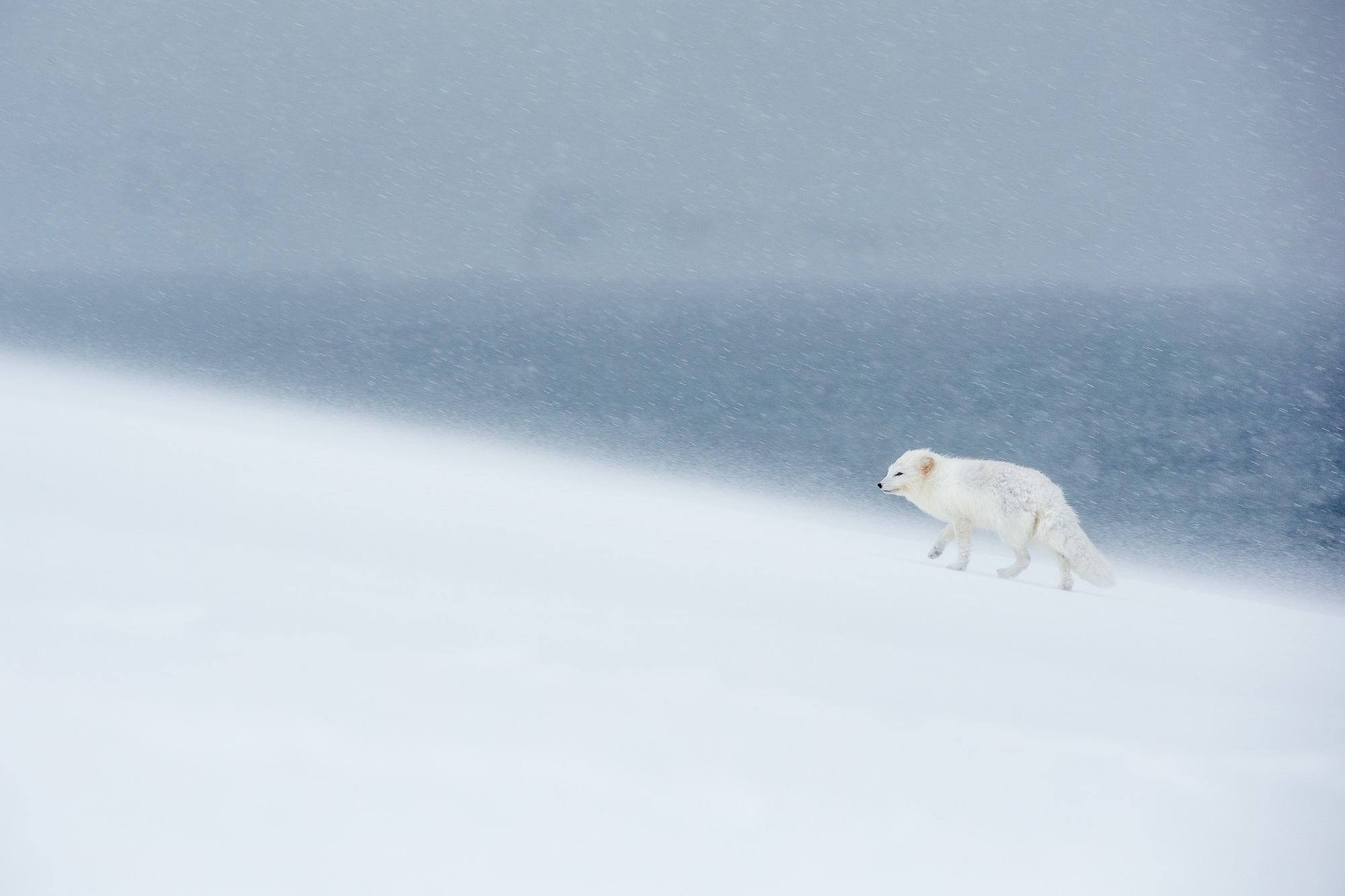 Wildlife Photography Tips & Skills - Mastering Your Camera - Canon Rumors