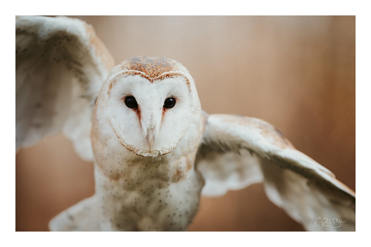 Canon EOS R5 - The Top Pick for Bird Photography - Canon Rumors